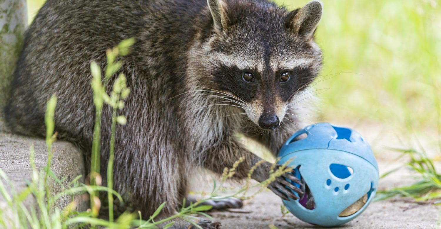 FAQ - RFFIT Rabies Testing - Atlanta Health Associates, Inc.